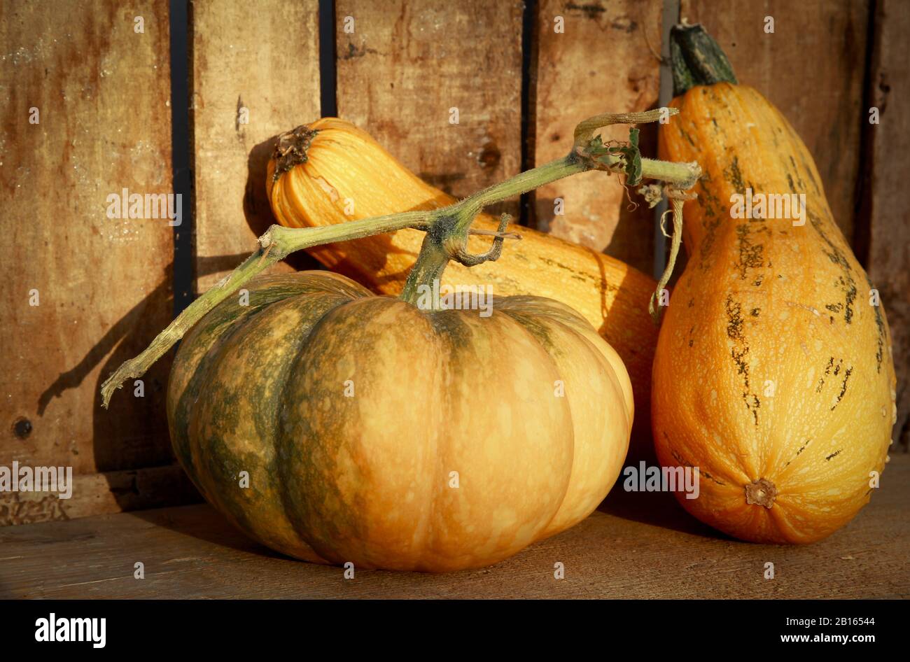 Zucchine e zucchine hi-res stock photography and images - Alamy