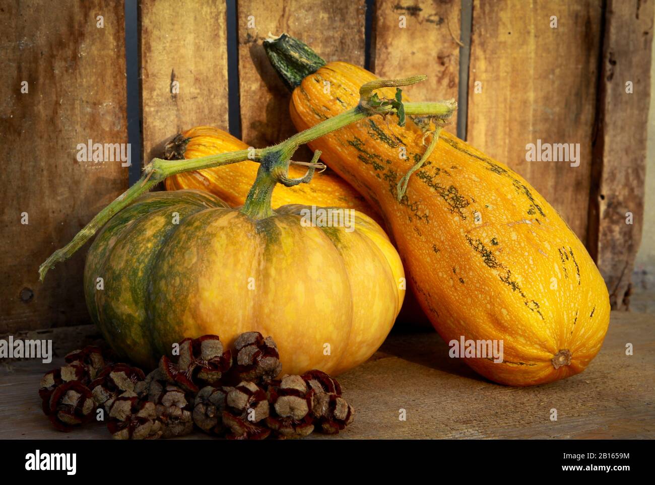 Zucchine e zucchine hi-res stock photography and images - Alamy