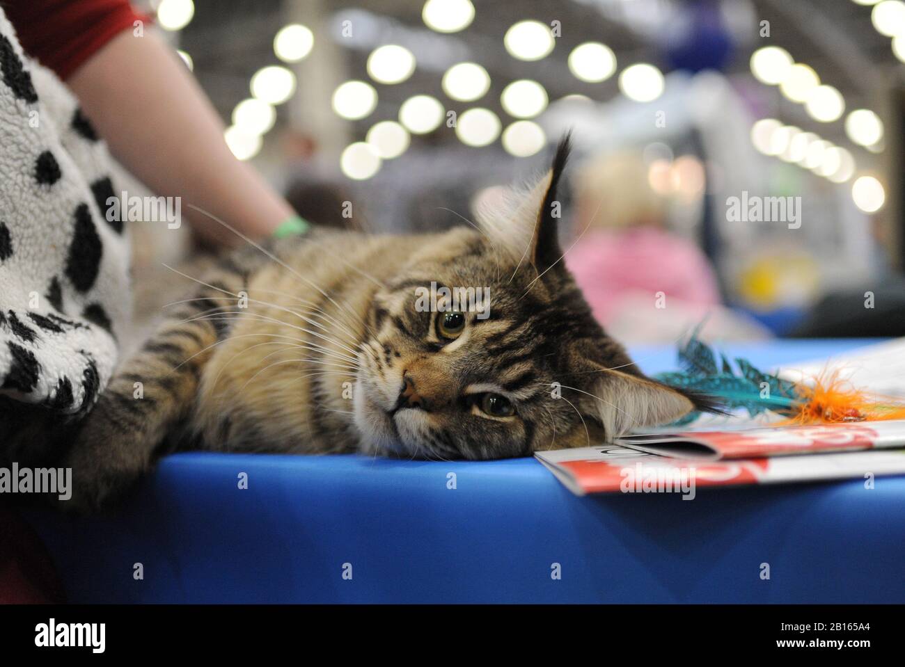 Maine Coon at cat show in Moscow Stock Photo - Alamy