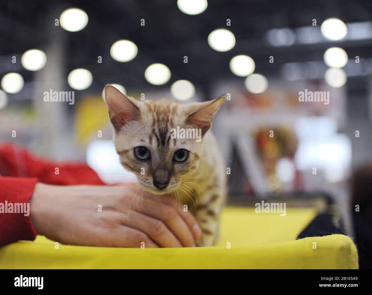 Cat show competition hi-res stock photography and images - Alamy