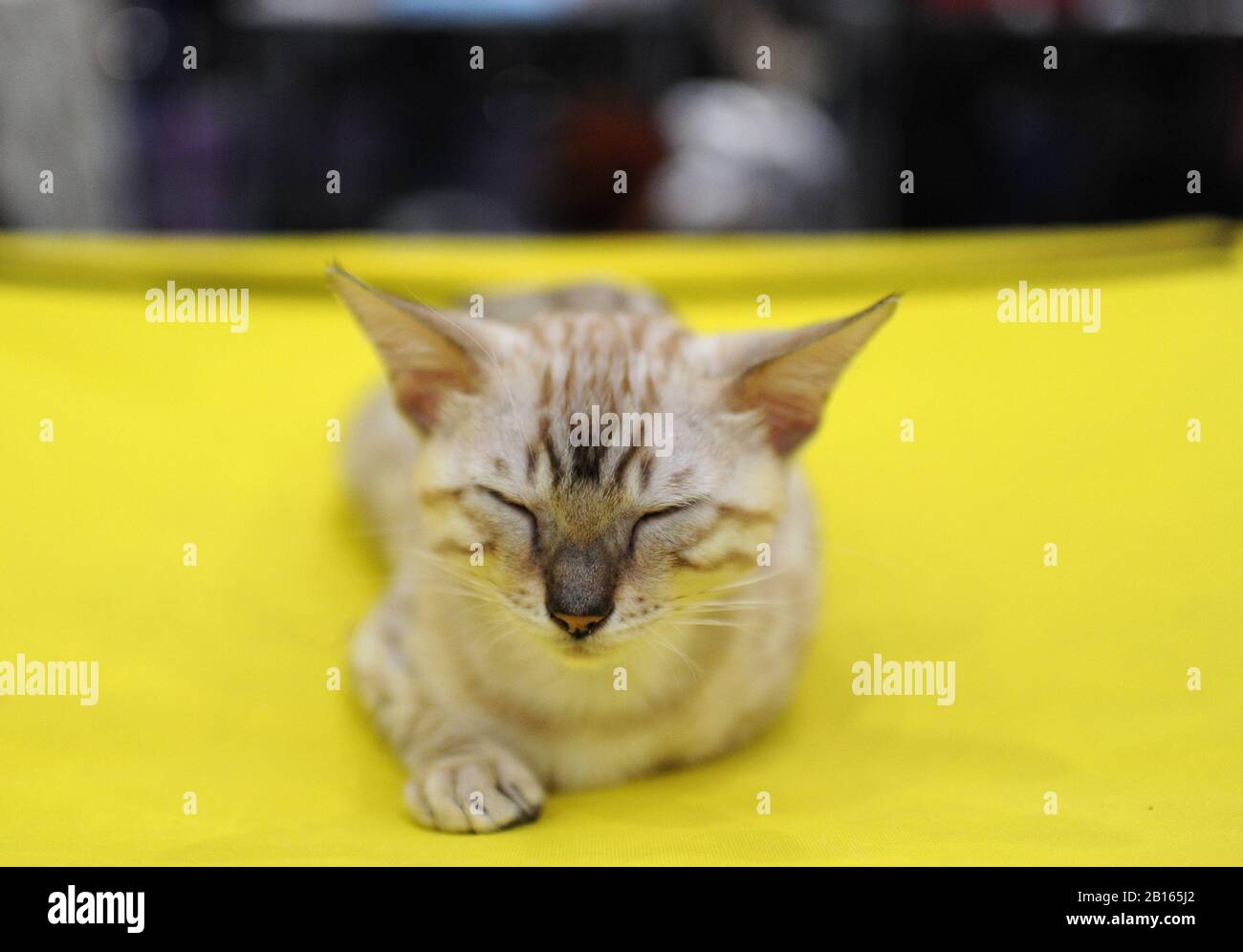 Cat competition show hall hi-res stock photography and images - Alamy