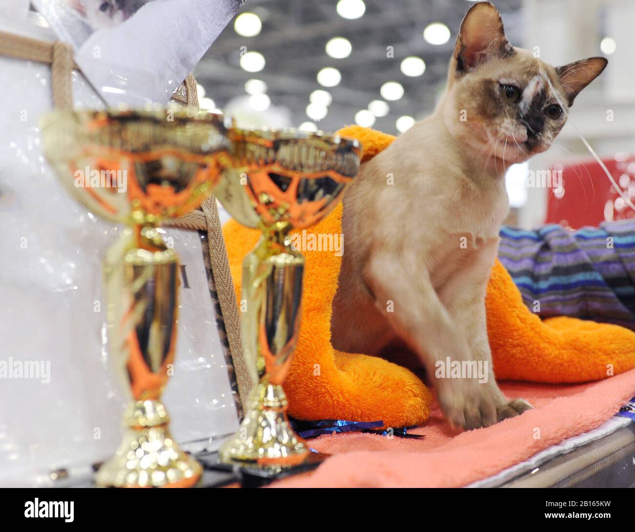 Red burmese cat hi-res stock photography and images - Alamy