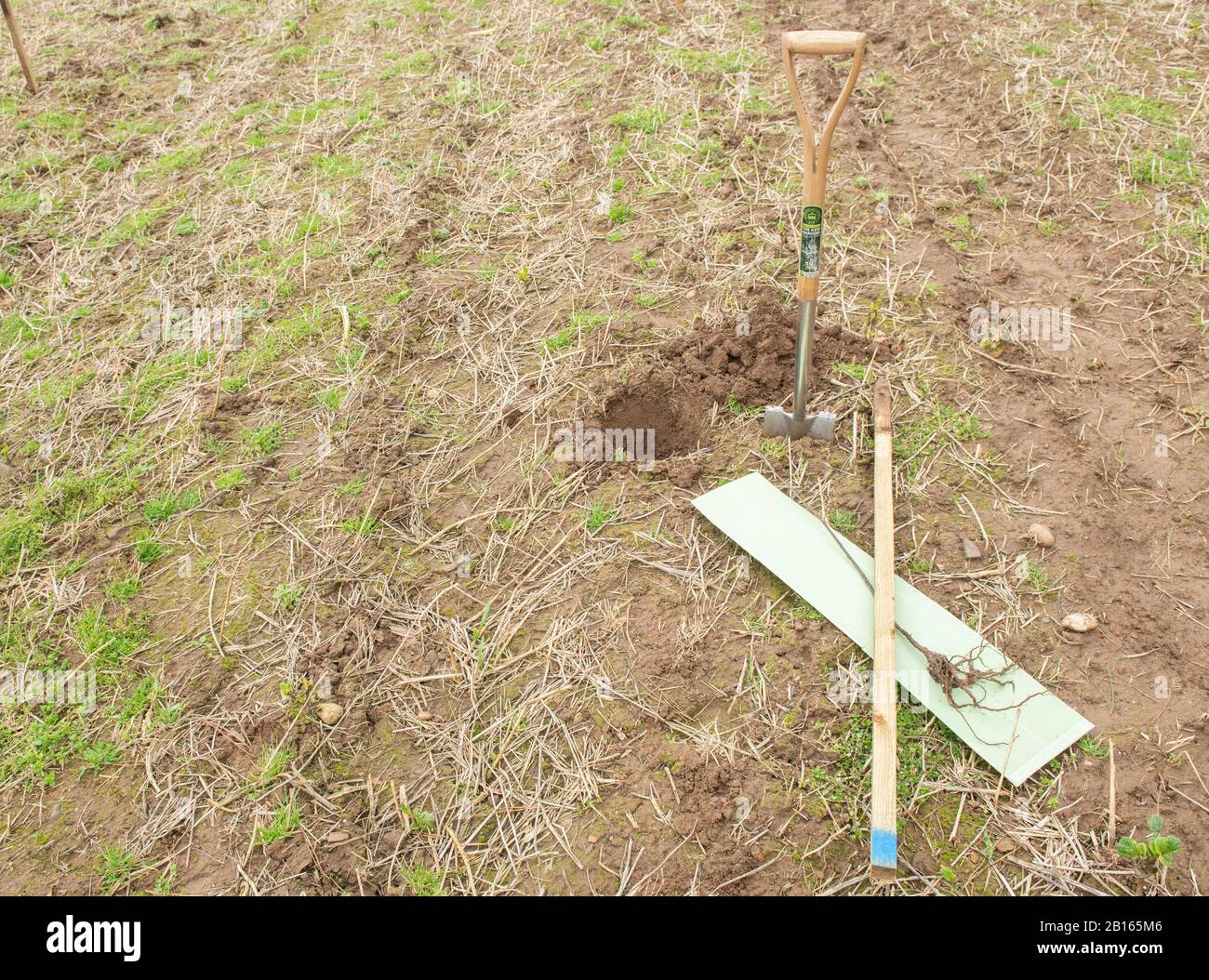 Tree Planting, Mourier Valley, St. John, Jersey, Channel Islands Stock ...