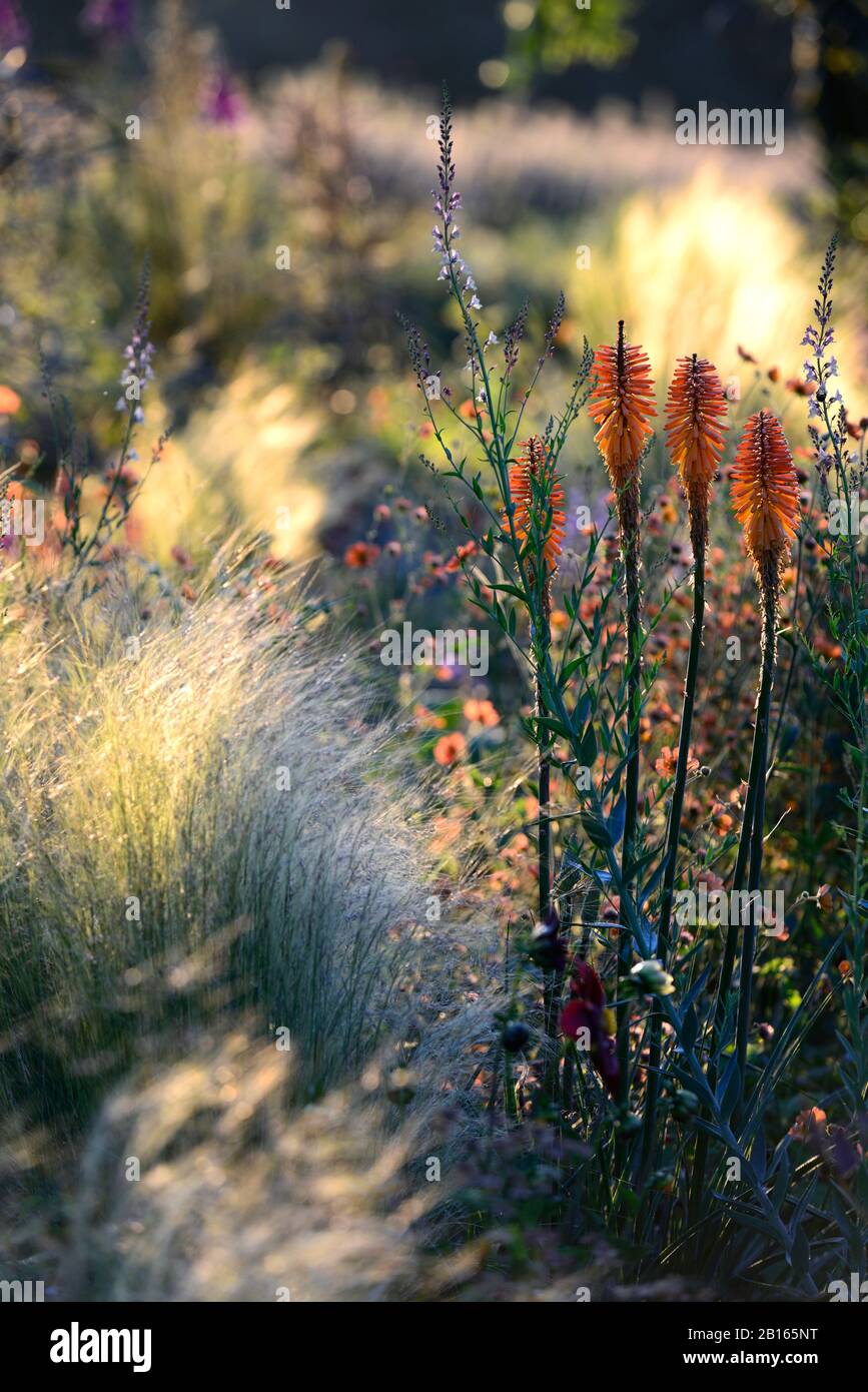 mixed planting scheme,summer,combination,mixed,tender perennial ...