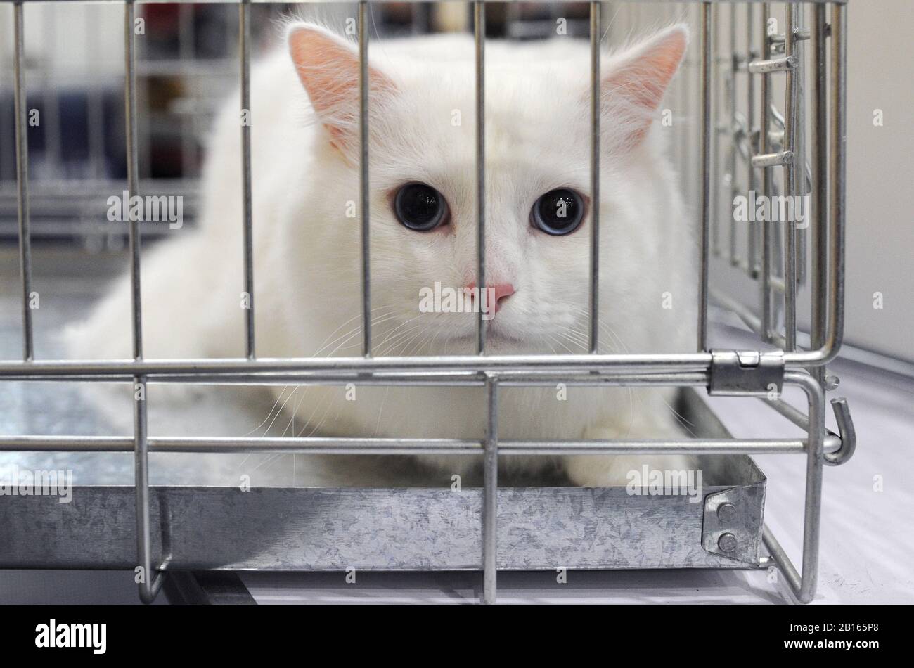 Young red white angora cat hi-res stock photography and images - Alamy