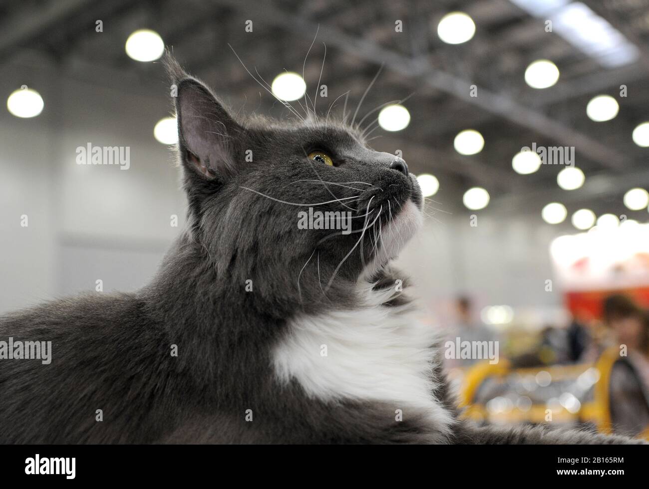 Maine Coon at cat show in Moscow Stock Photo - Alamy