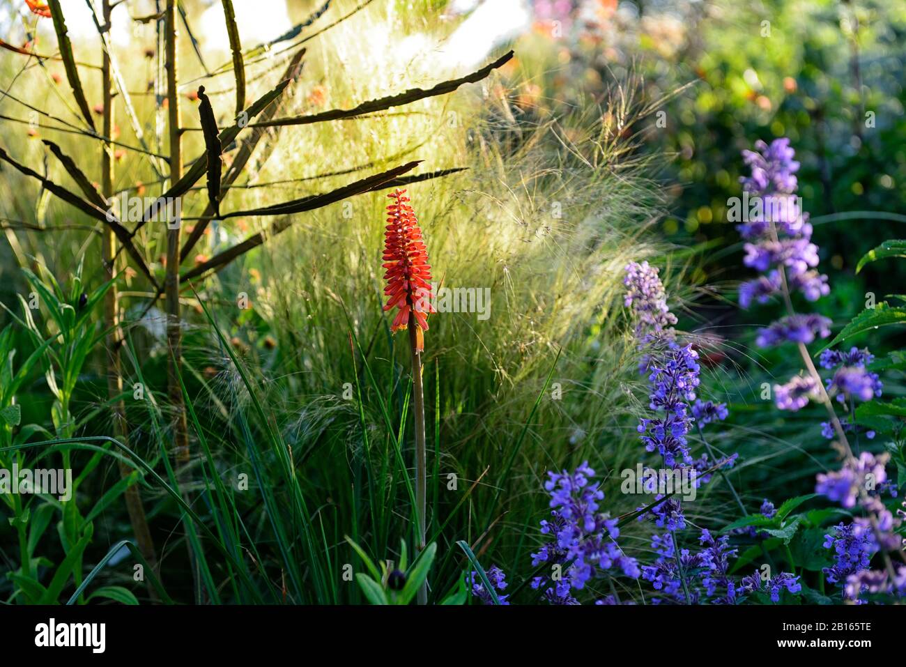 dawn,sunrise,mixed planting scheme,summer,combination,mixed,tender ...