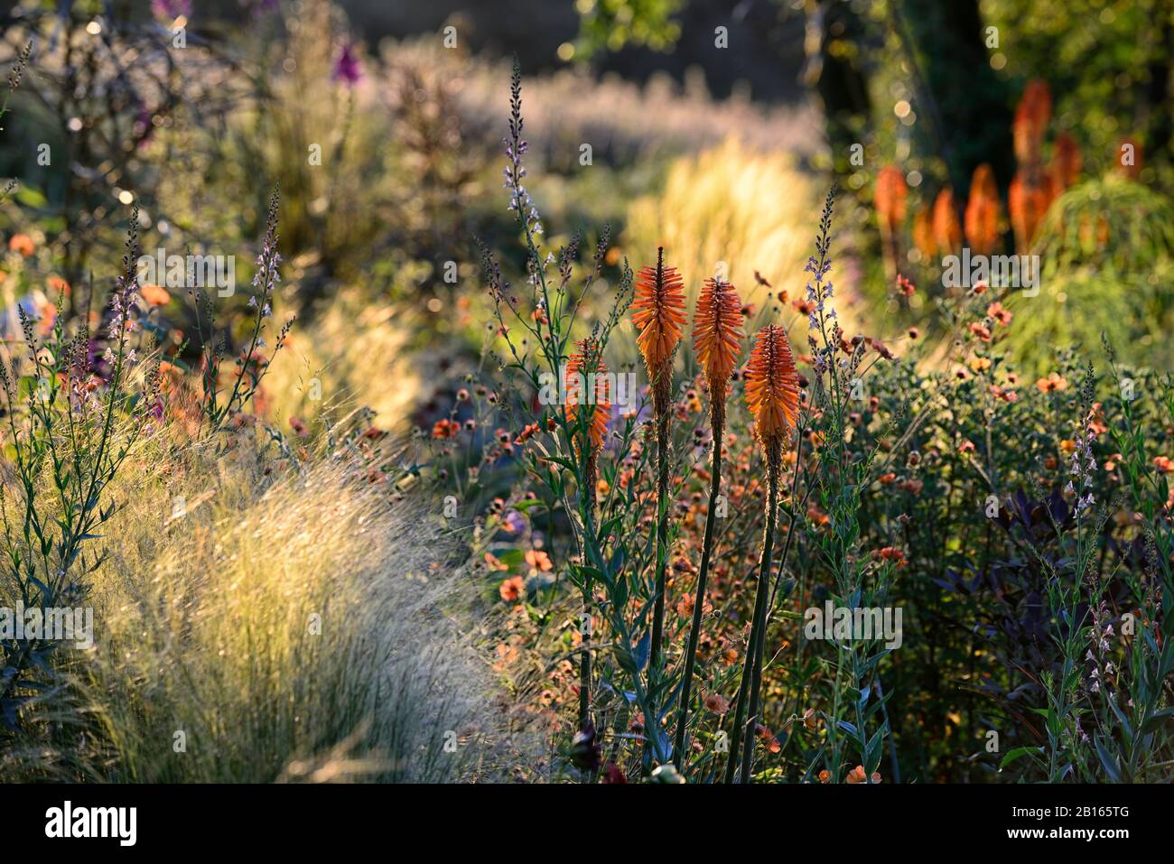 dawn,sunrise,mixed planting scheme,summer,combination,mixed,tender ...