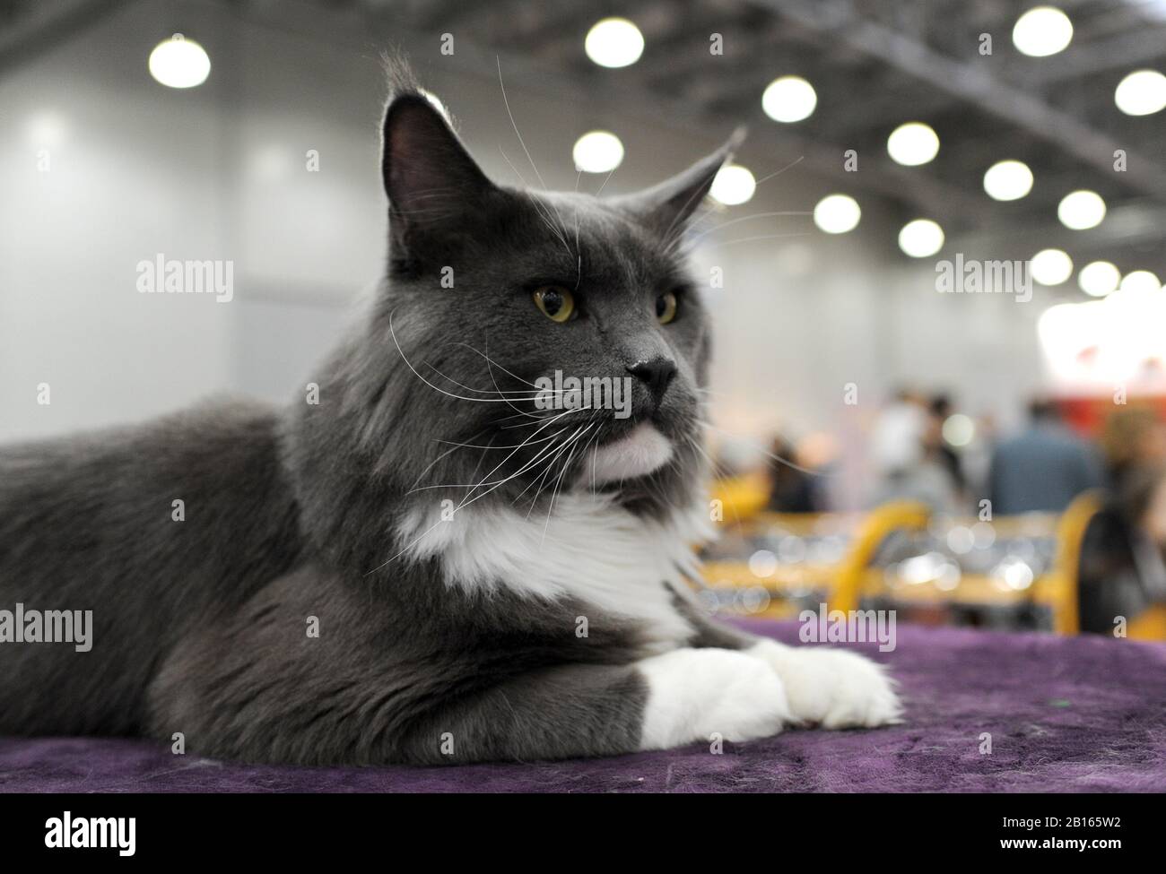 Maine Coon at cat show in Moscow Stock Photo - Alamy