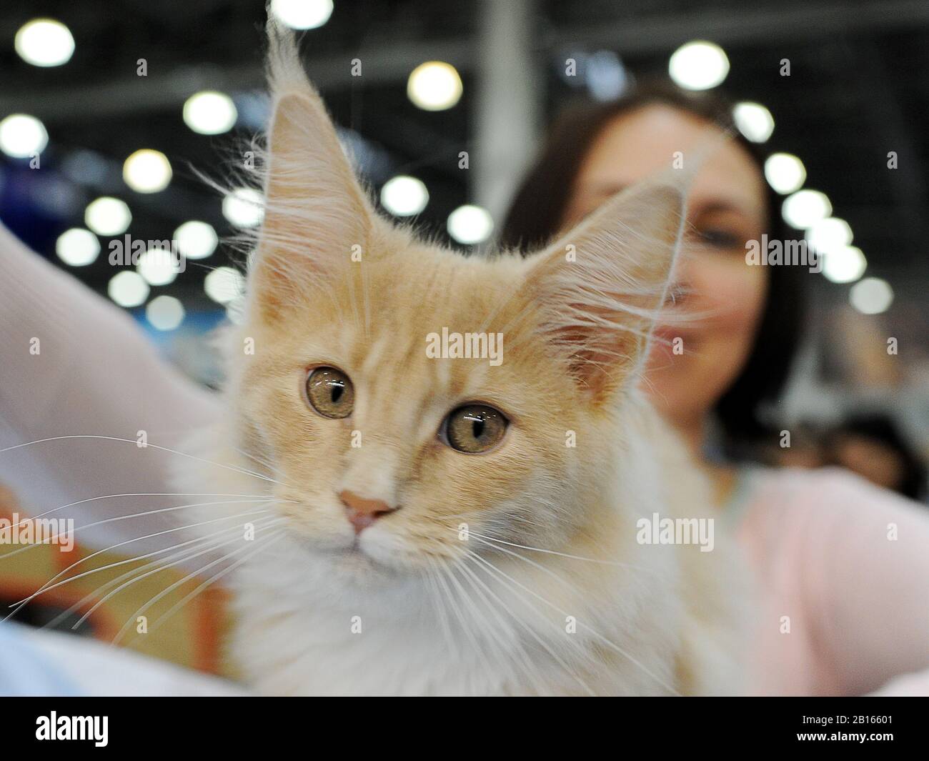 Maine Coon at cat show in Moscow Stock Photo - Alamy