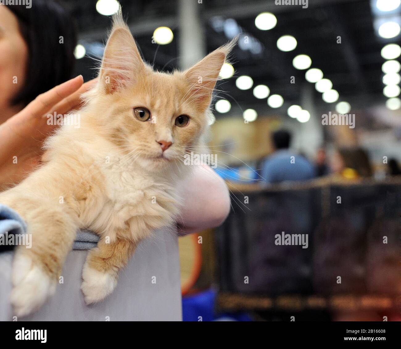 Maine Coon at cat show in Moscow Stock Photo - Alamy