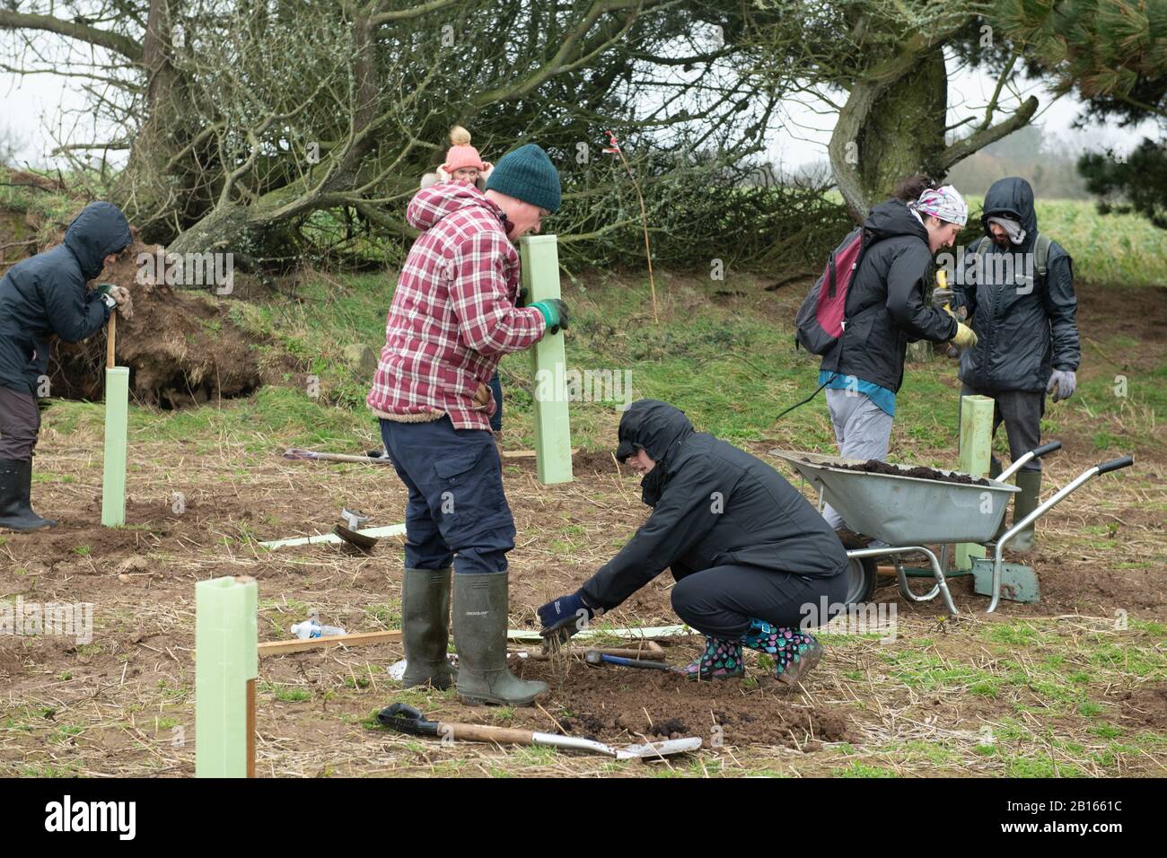 Tree Planting, Mourier Valley, St. John, Jersey, Channel Islands Stock ...