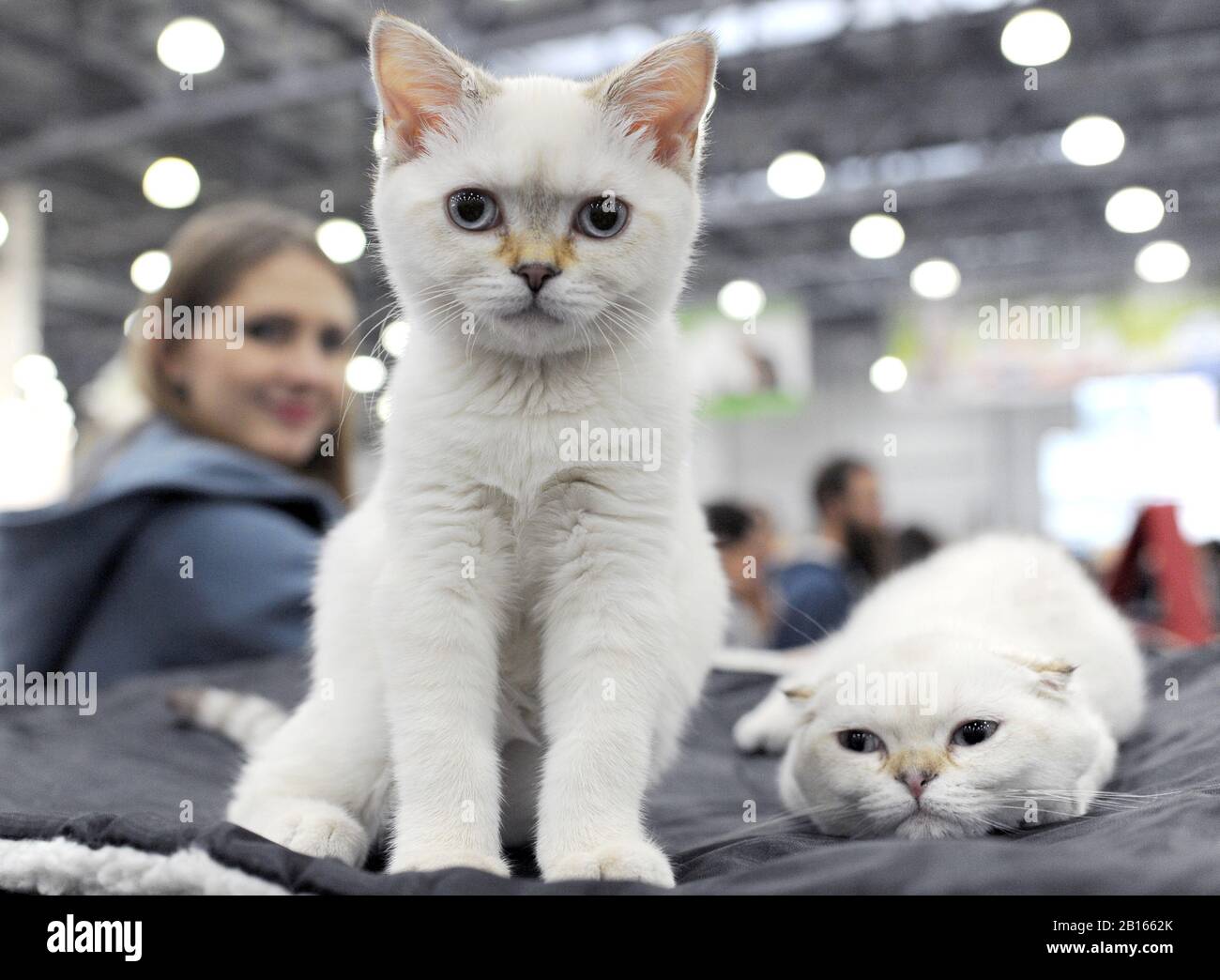 Scottish Fold at cat show in Moscow Stock Photo - Alamy