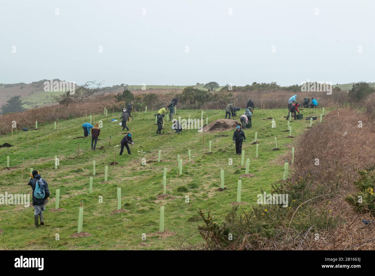 Tree Planting, Mourier Valley, St. John, Jersey, Channel Islands Stock ...
