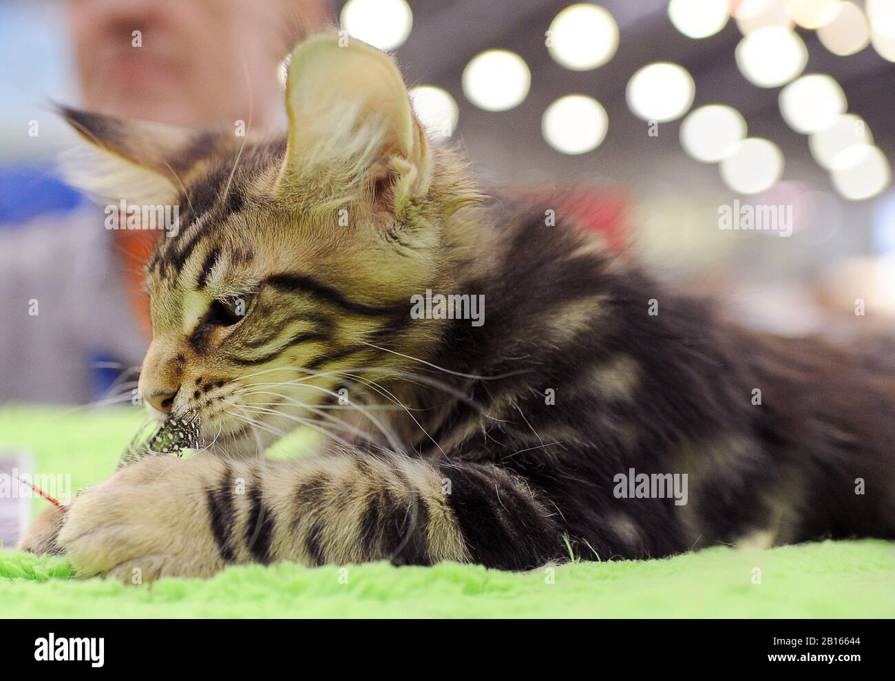 Maine Coon at cat show in Moscow Stock Photo - Alamy