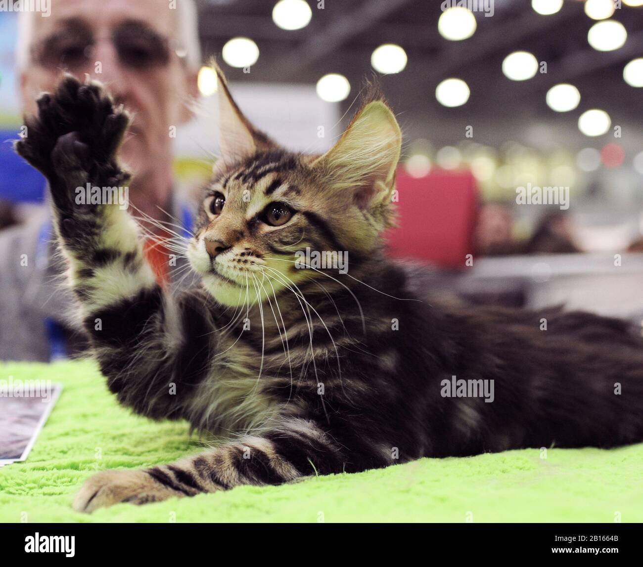 Maine Coon at cat show in Moscow Stock Photo - Alamy