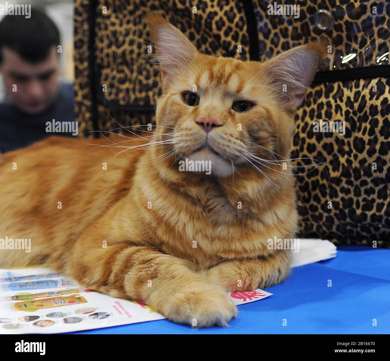 Maine Coon at cat show in Moscow Stock Photo - Alamy