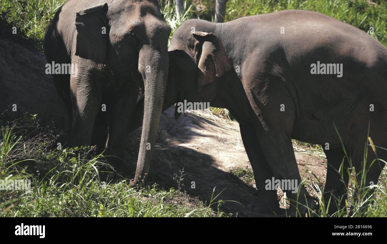Asian Elephant Couple in Jungle Sanctuary Thailand. Strong Thick Skin ...