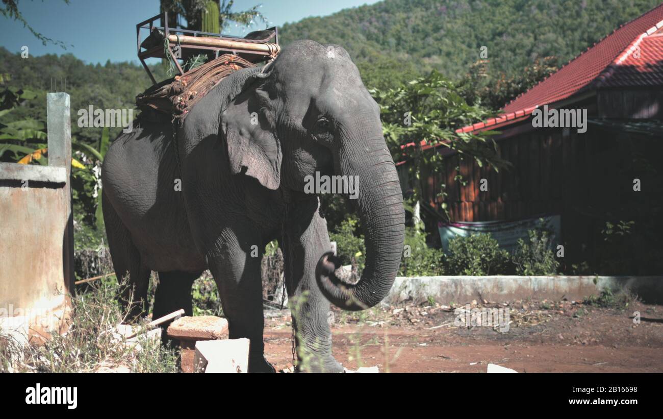 Gigantic elephant hi-res stock photography and images - Alamy