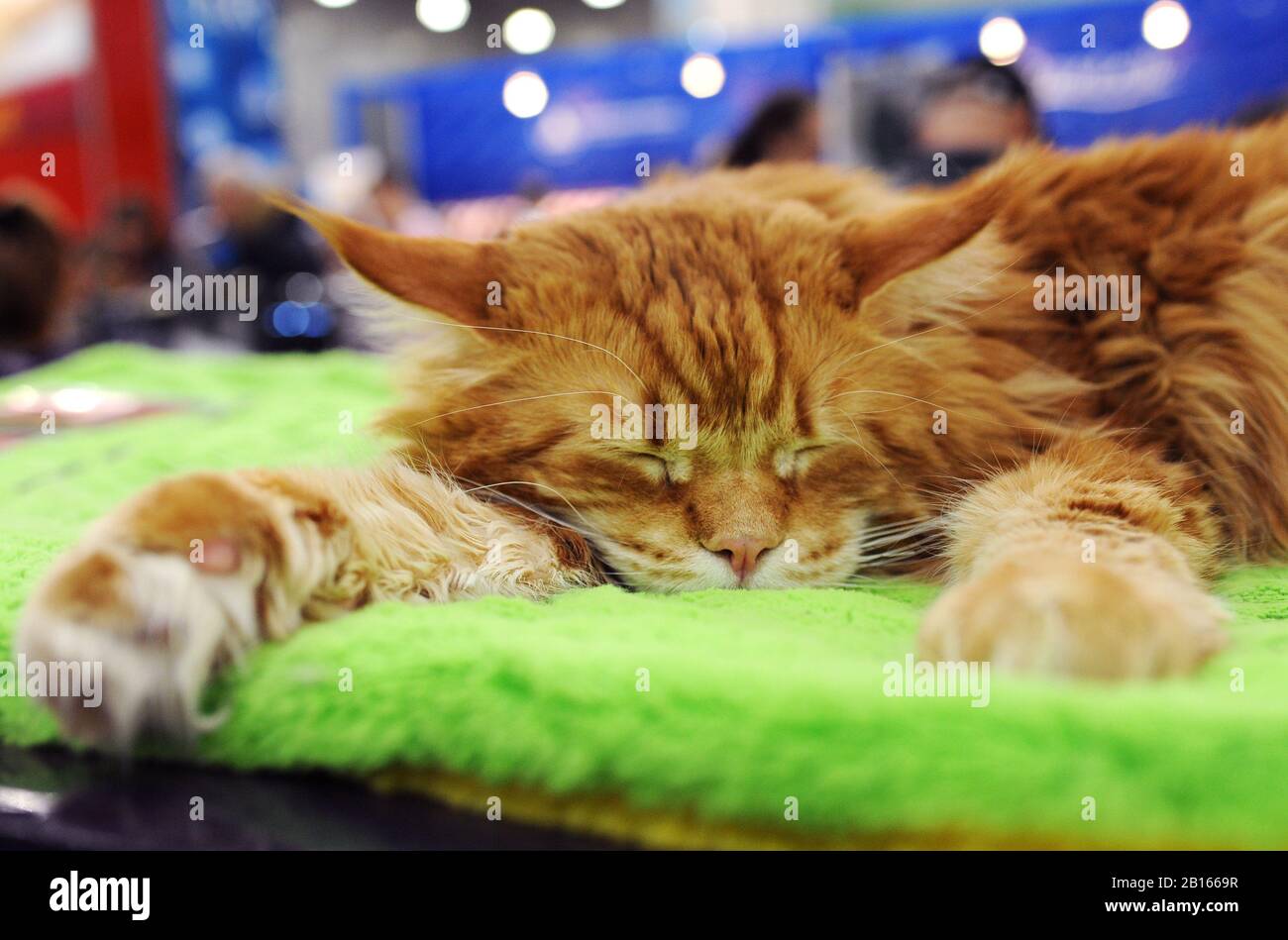 Maine Coon at cat show in Moscow Stock Photo - Alamy