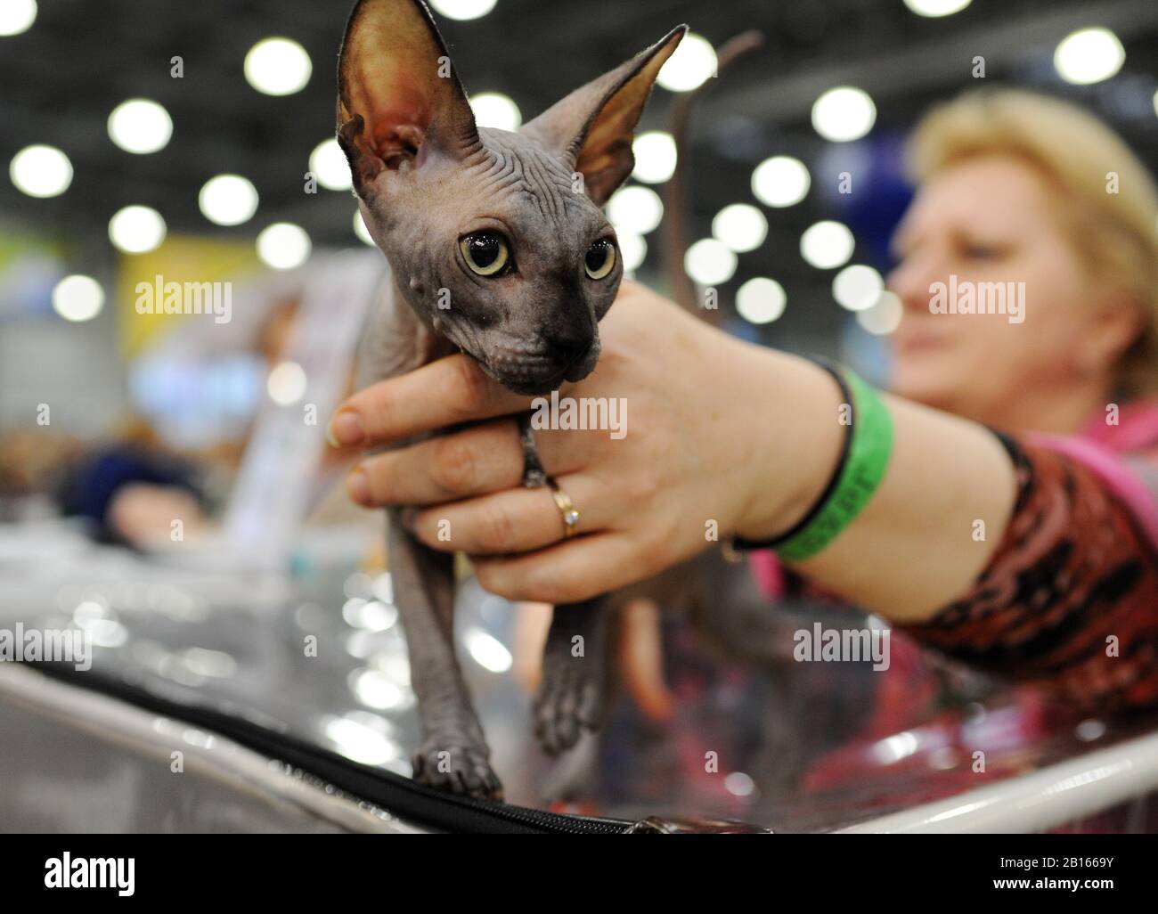 Cat competition show hall hi-res stock photography and images - Alamy
