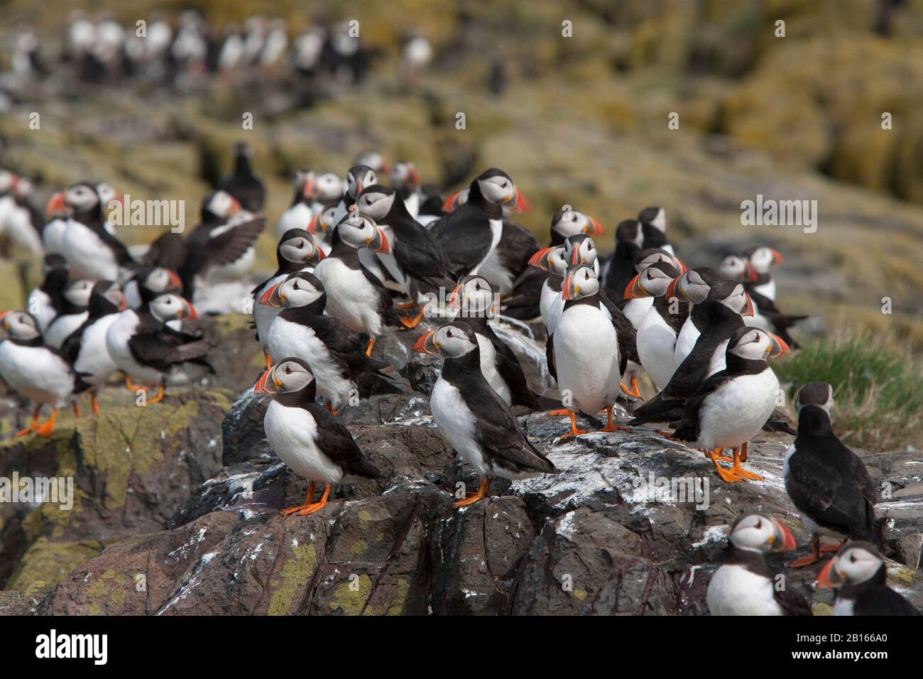 Atlantic Puffins, Fratercula arctica, Flock of adults resting on rocks ...