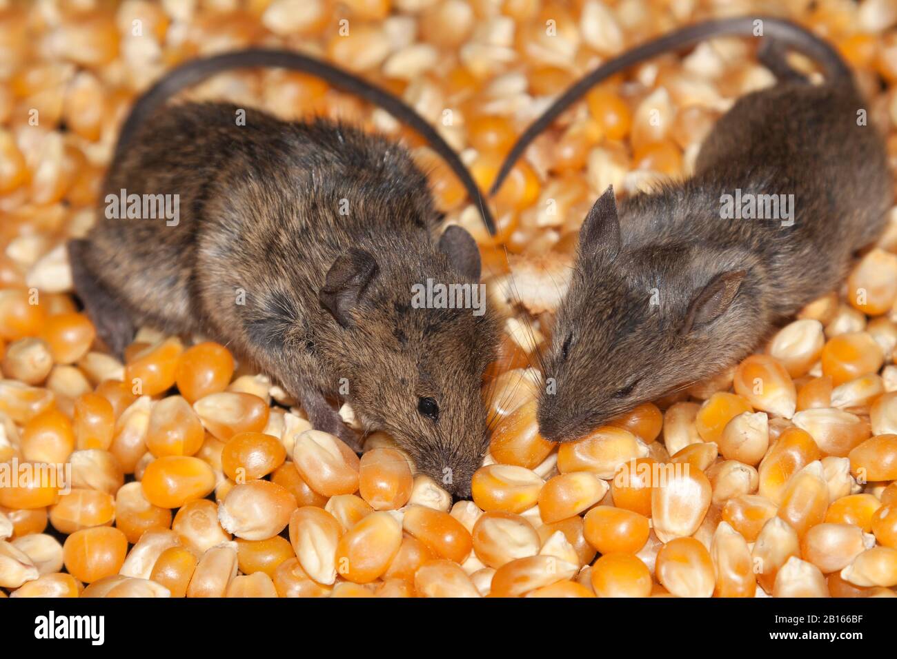 House mice hi-res stock photography and images - Alamy