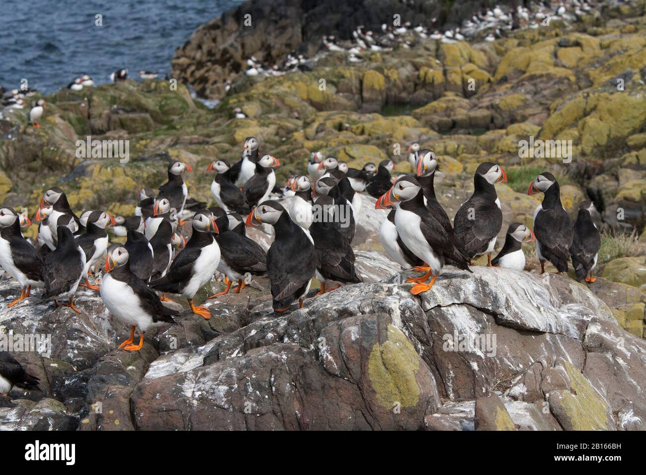 Atlantic Puffins, Fratercula arctica, Flock of adults resting on rocks ...