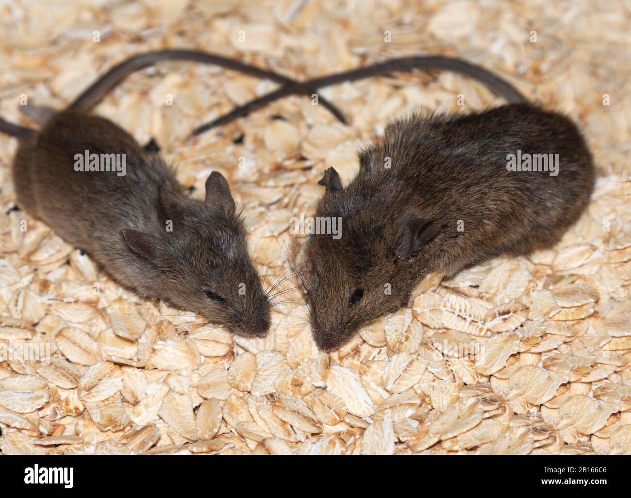 Infestation of mice in a pantry Stock Photo - Alamy