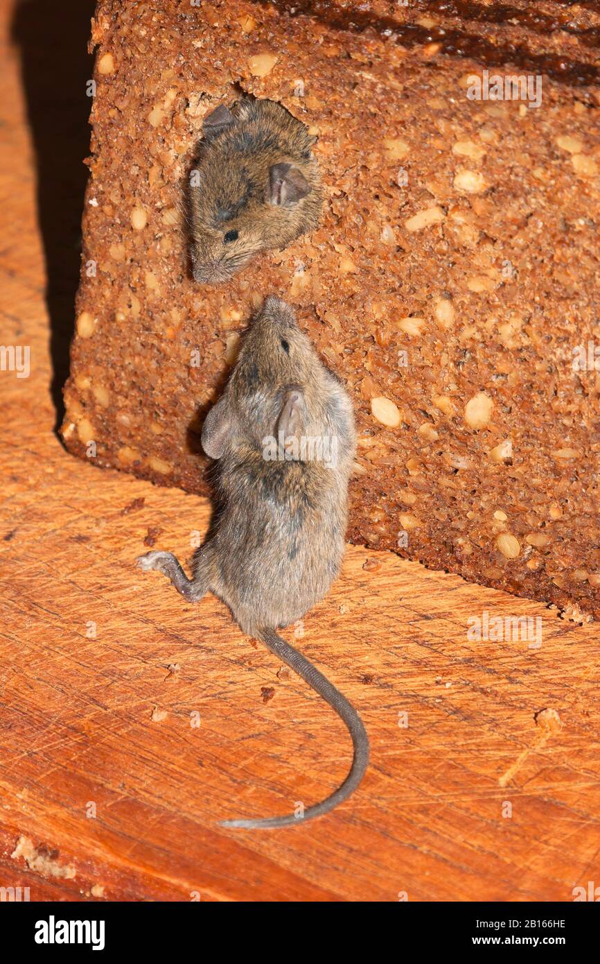 Infestation of mice in a pantry Stock Photo - Alamy