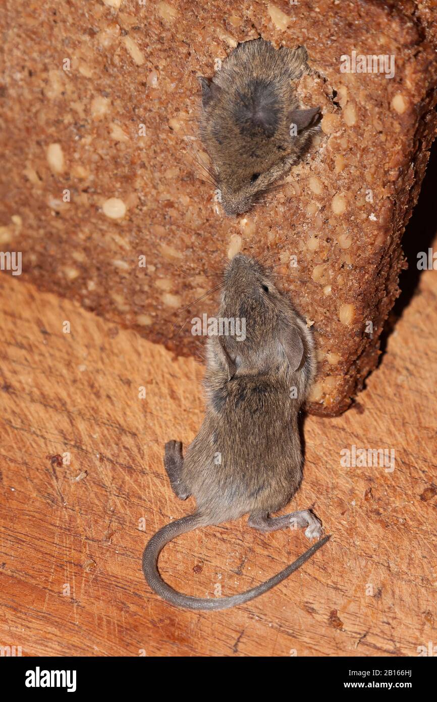 Infestation of mice in a pantry Stock Photo - Alamy
