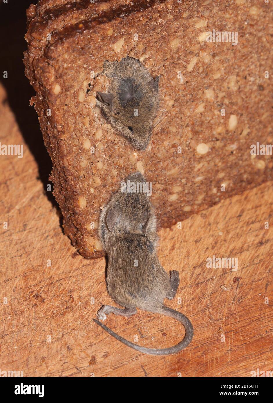 Infestation of mice in a pantry Stock Photo - Alamy