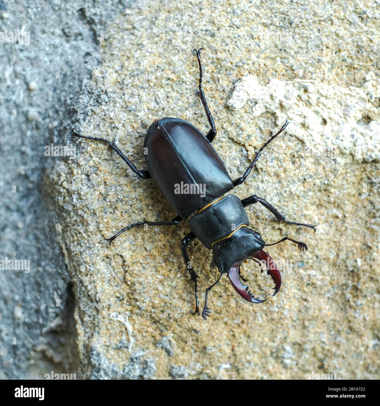 Stag beetle mandibles hi-res stock photography and images - Alamy