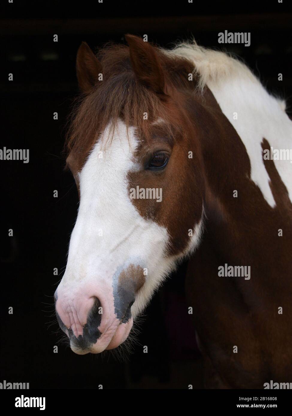 A headshot of a pretty hogged pony Stock Photo - Alamy