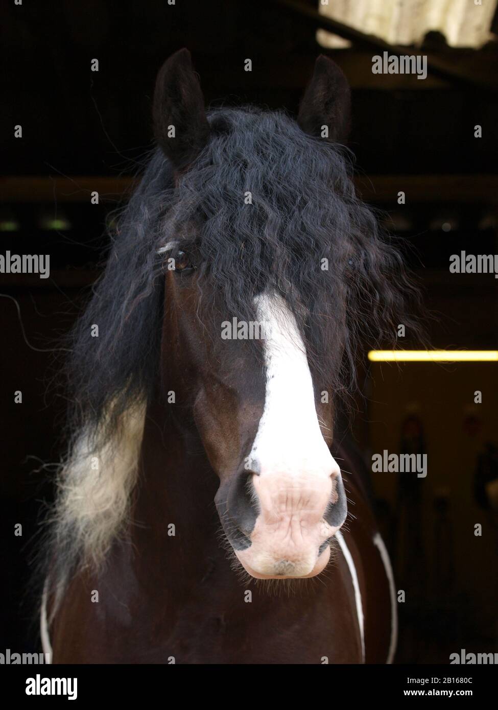 A headshot of a Gypsy Cob Stock Photo - Alamy