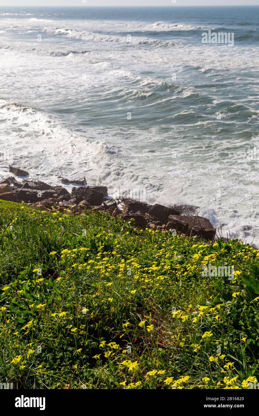 Ocean coast with grass, moviment waves with foam. Wind power. Turquoise ...