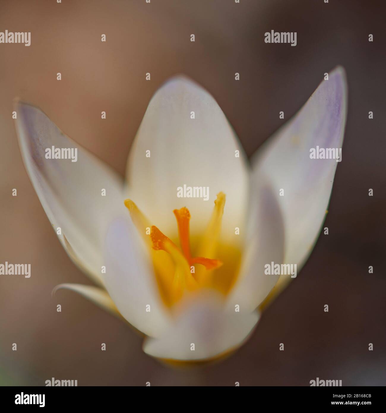 Ard schenk crocus hi-res stock photography and images - Alamy