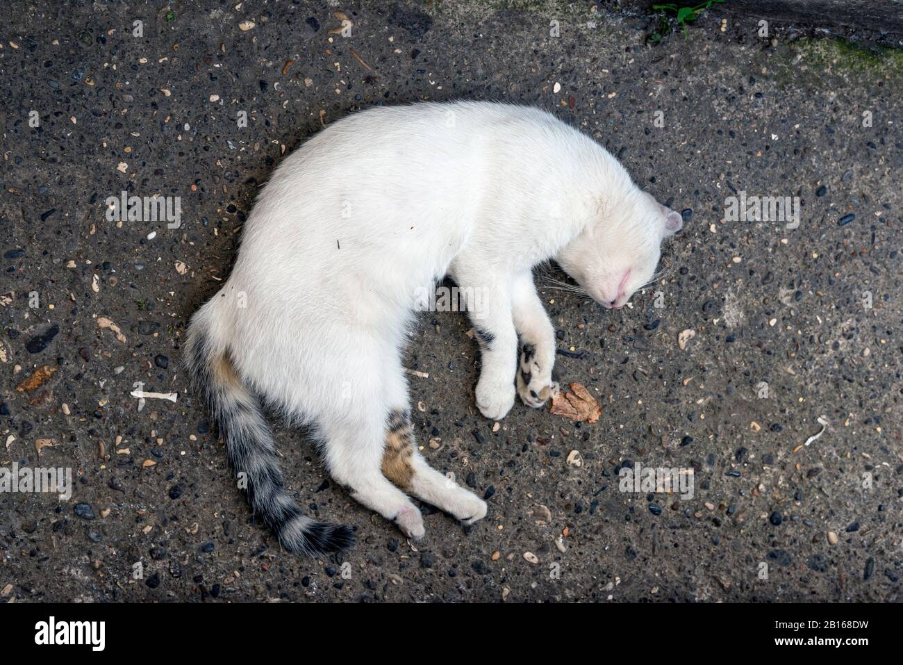 White cat lying on ground like its dead but not Stock Photo - Alamy