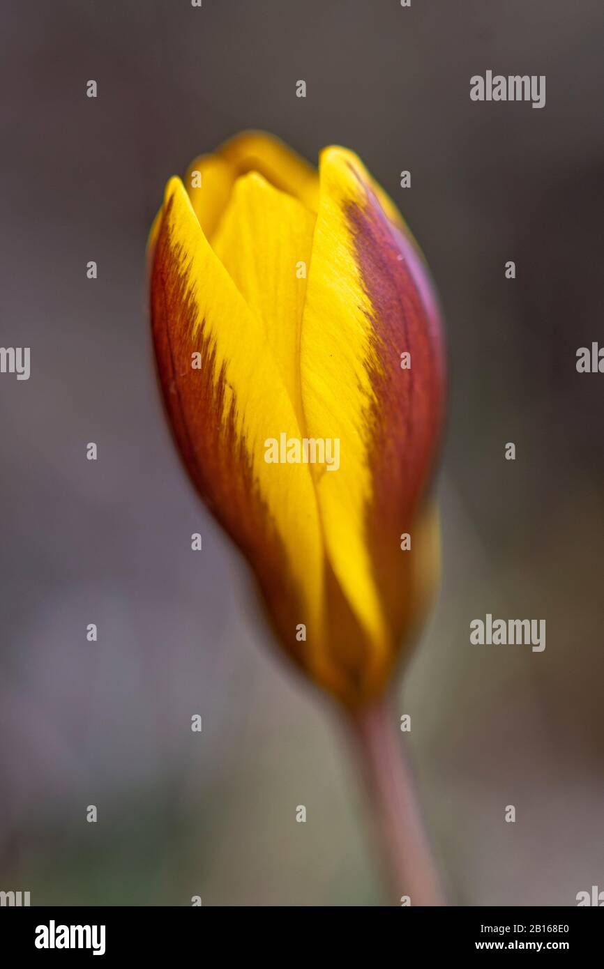 Crocus Chrisanthus Gipsy Girl yellow flower Stock Photo - Alamy
