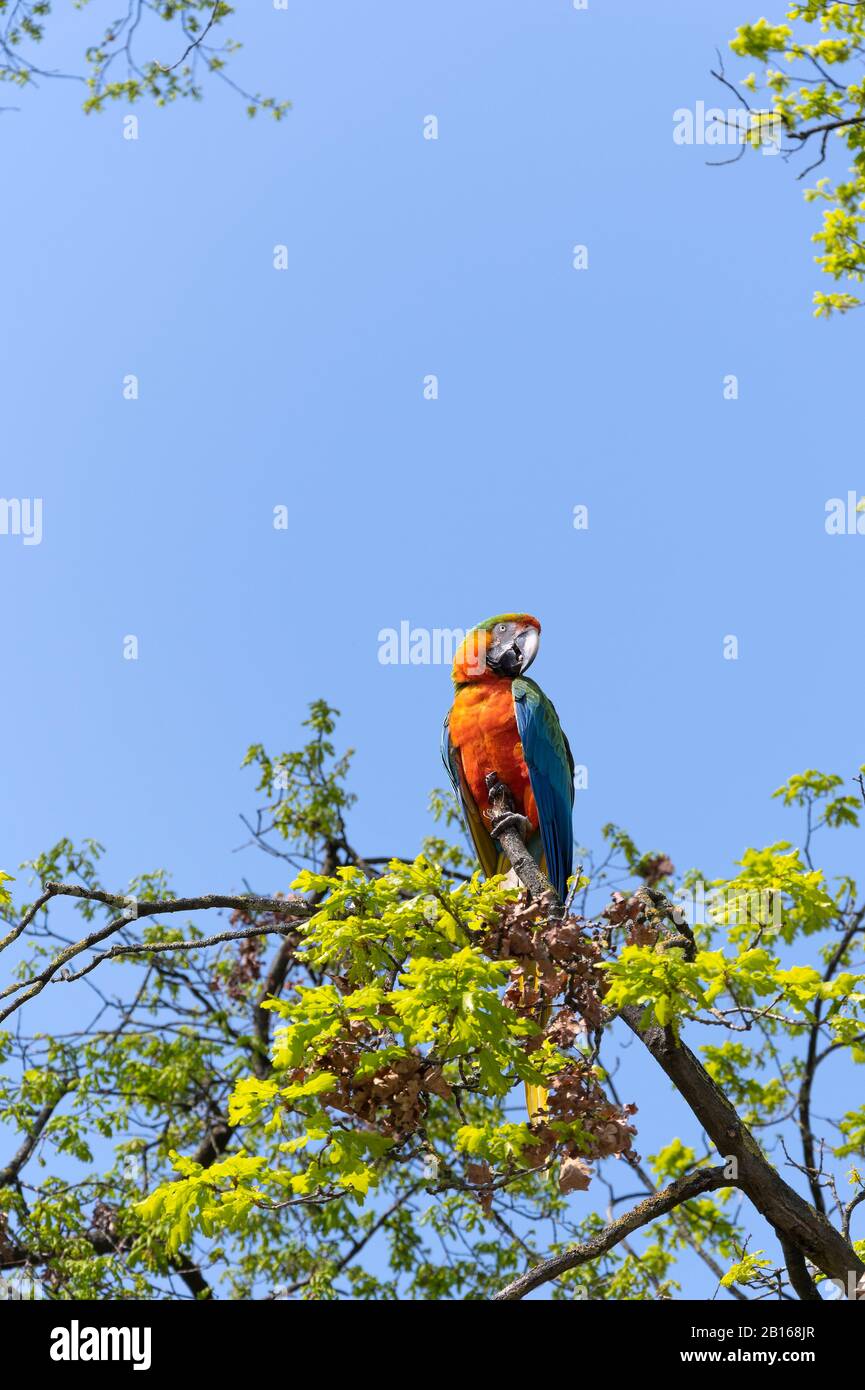 Multicolored macaw parrot on the top of a tree Stock Photo - Alamy