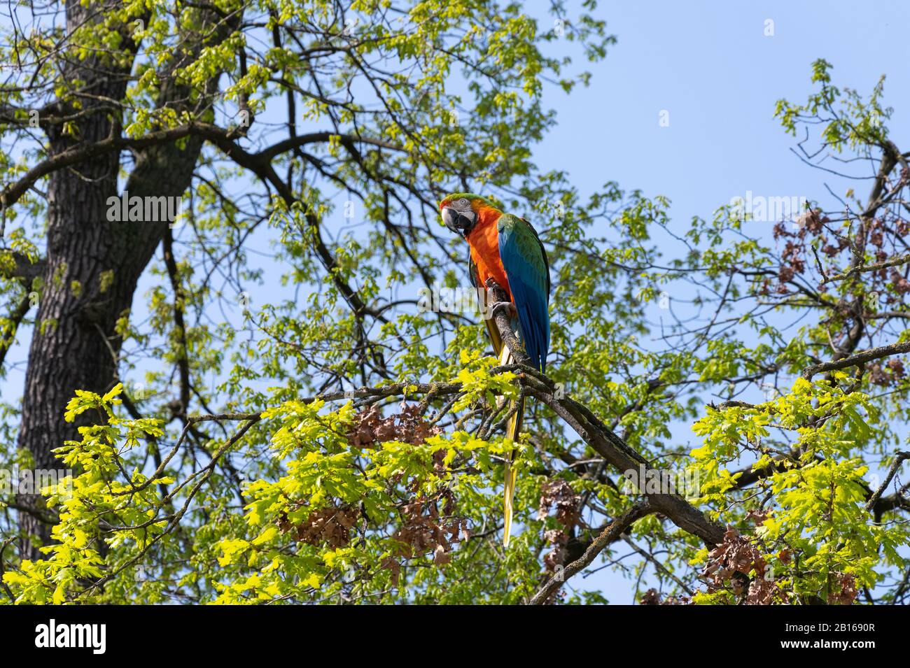 Multicolored macaw parrot on the top of a tree Stock Photo - Alamy