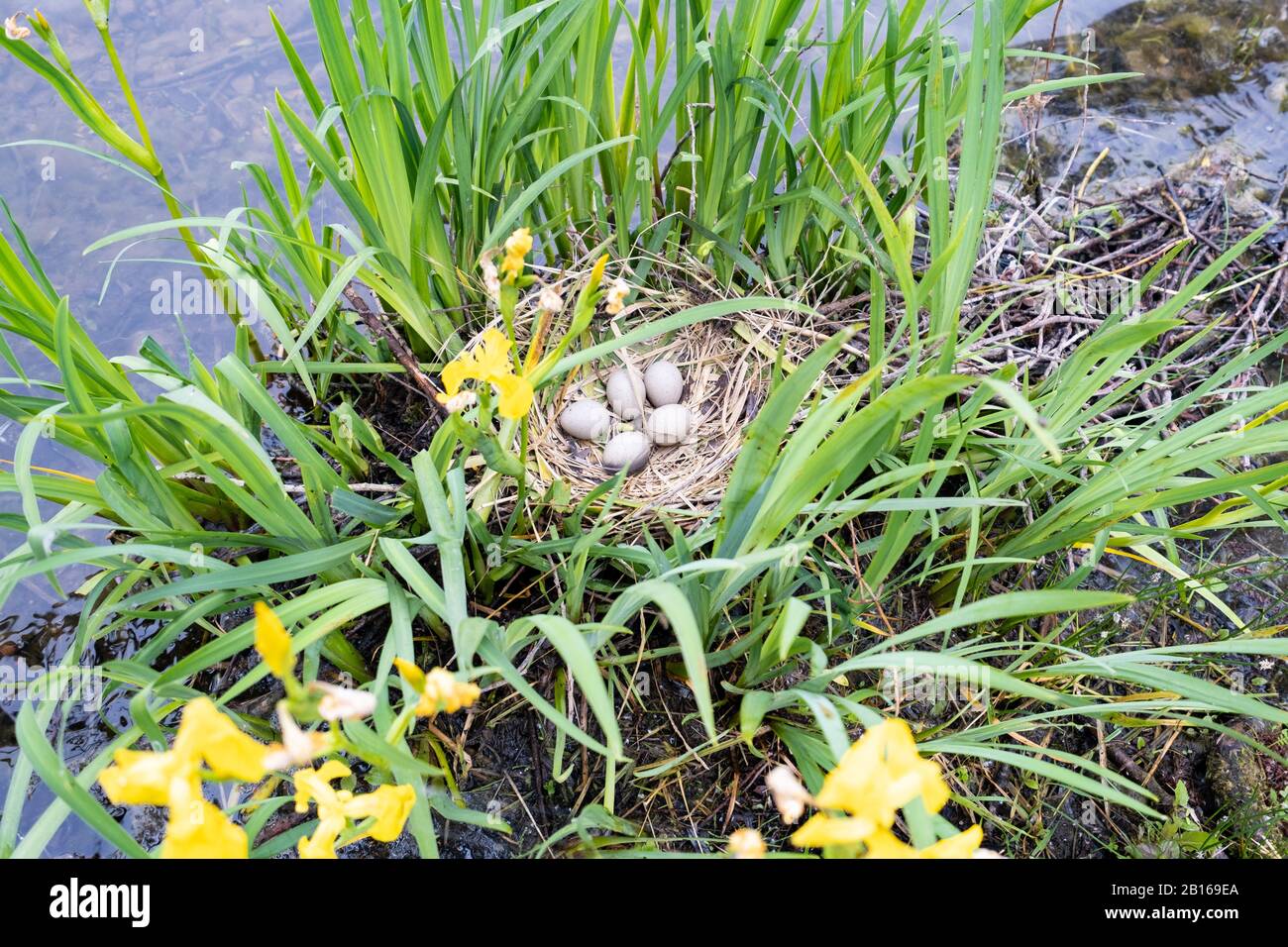 Common coot eggs in nest hi-res stock photography and images - Alamy