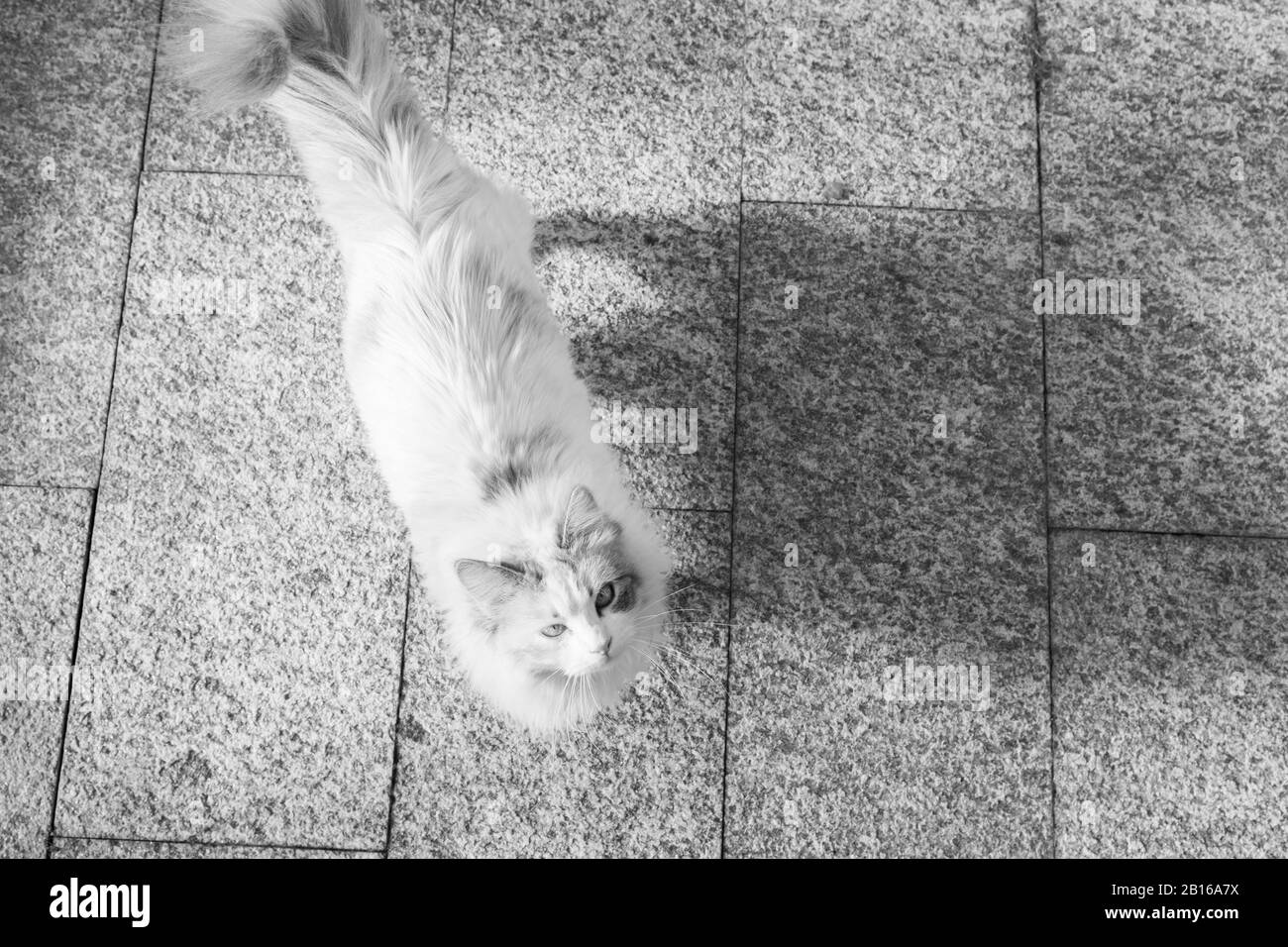 Adorable fluffy cat, siberian purebred domestic pet of livestock Stock ...