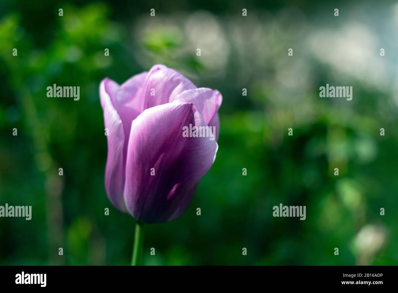 Violet tulip hi-res stock photography and images - Alamy
