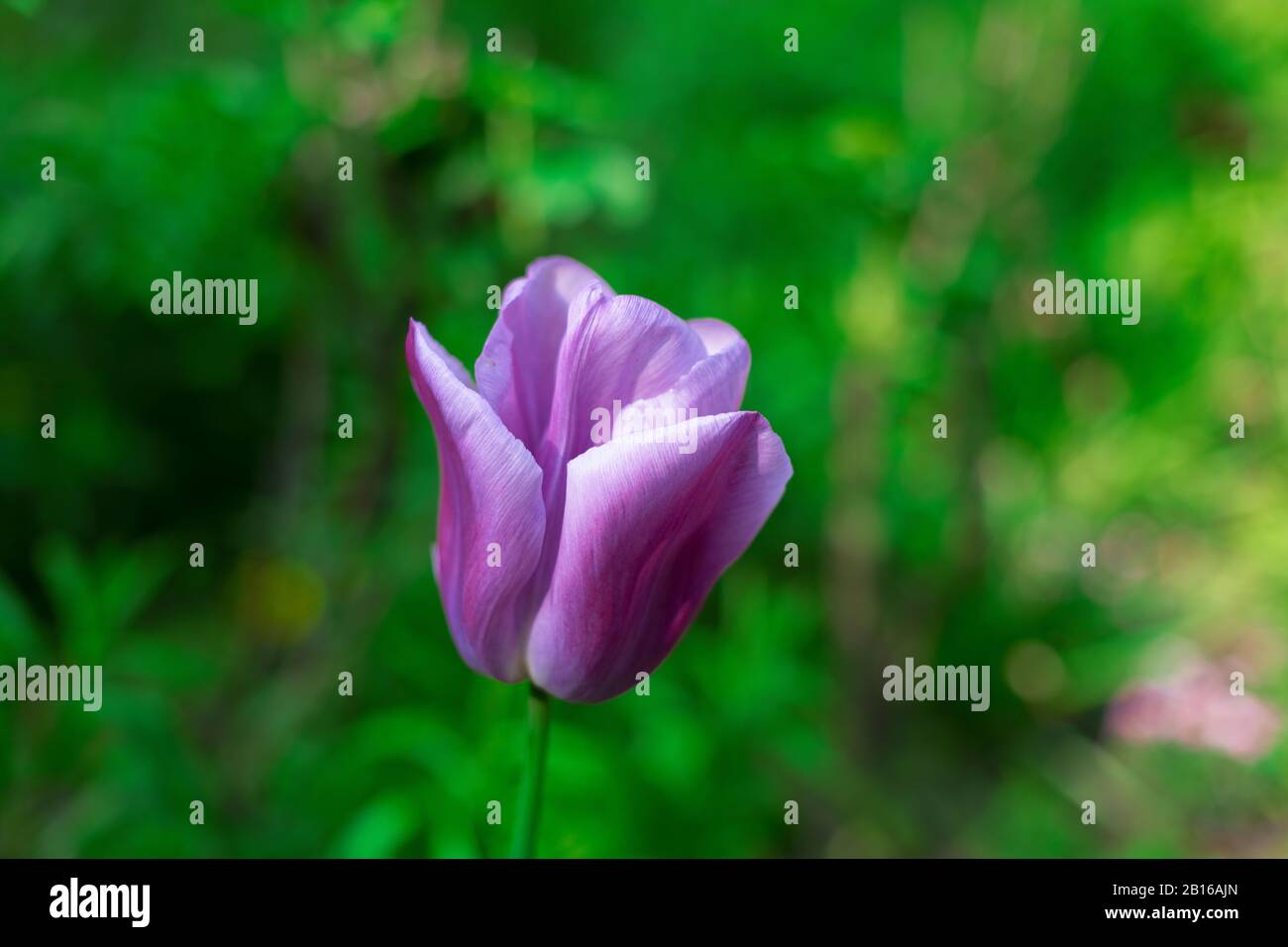 Violet tulip on fresh green background with bokeh Stock Photo - Alamy