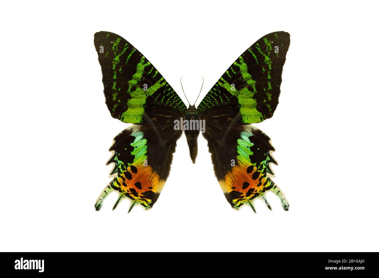 Color beautiful butterfly flying, isolated on white Stock Photo - Alamy