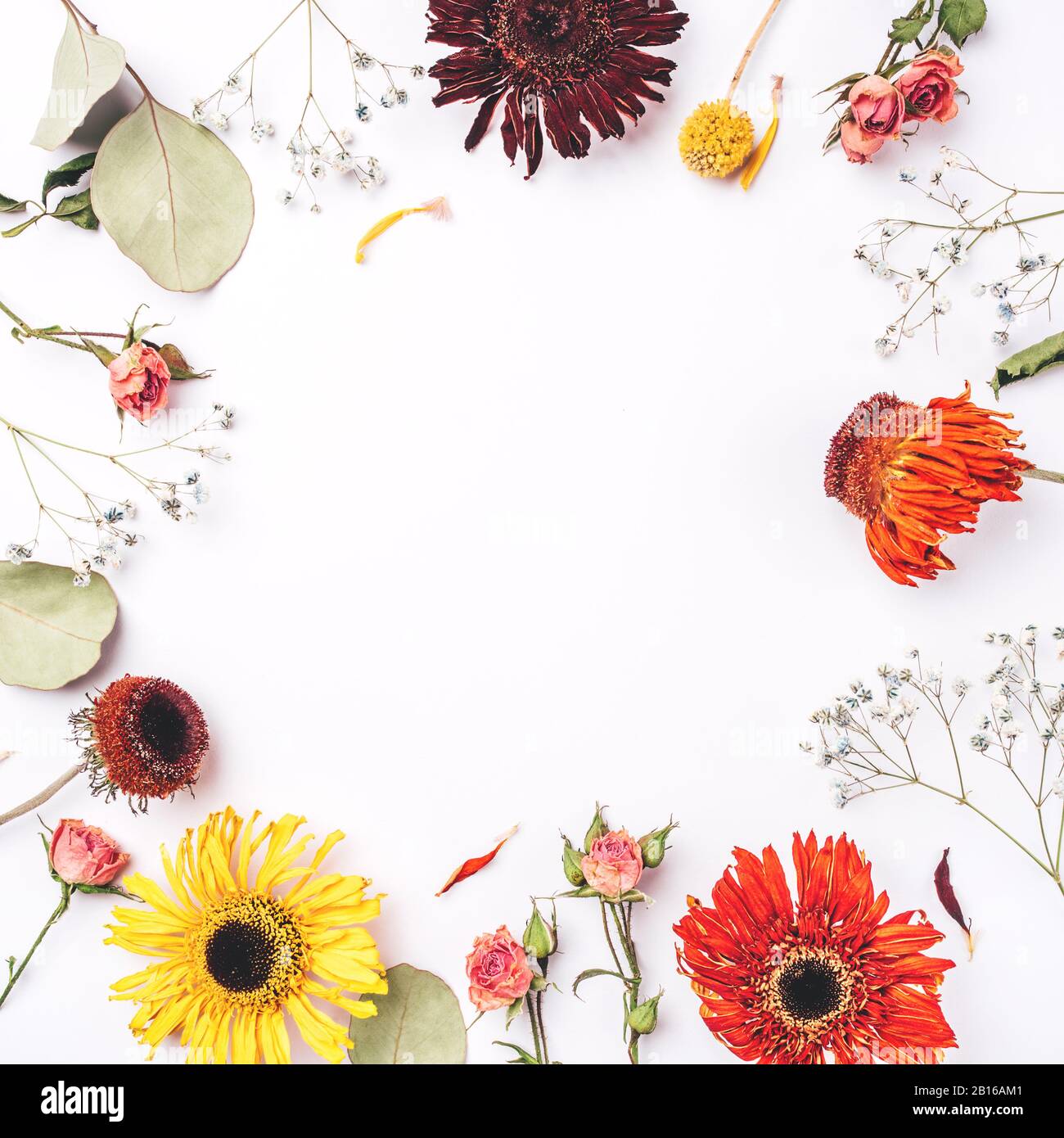 Frame of dry flowers on white background Stock Photo - Alamy
