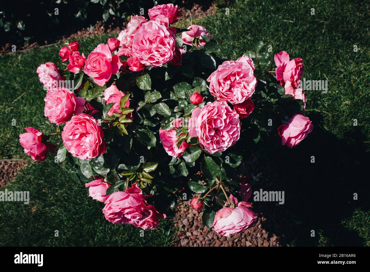Rose tree with pink roses in a rose garden Stock Photo - Alamy