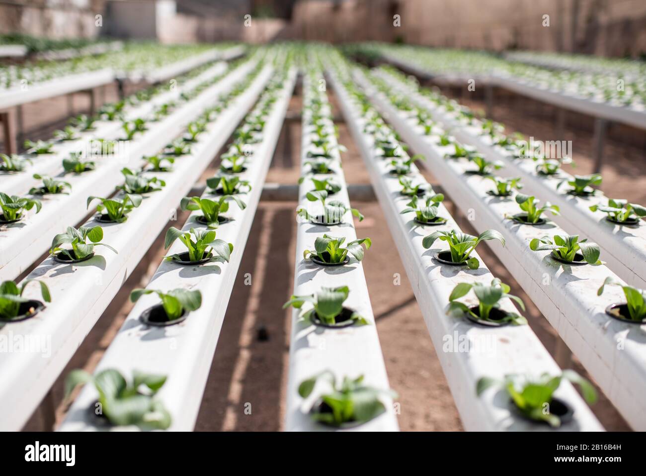 Green lettuce growing on hydroponic system on the farm. Organic food ...
