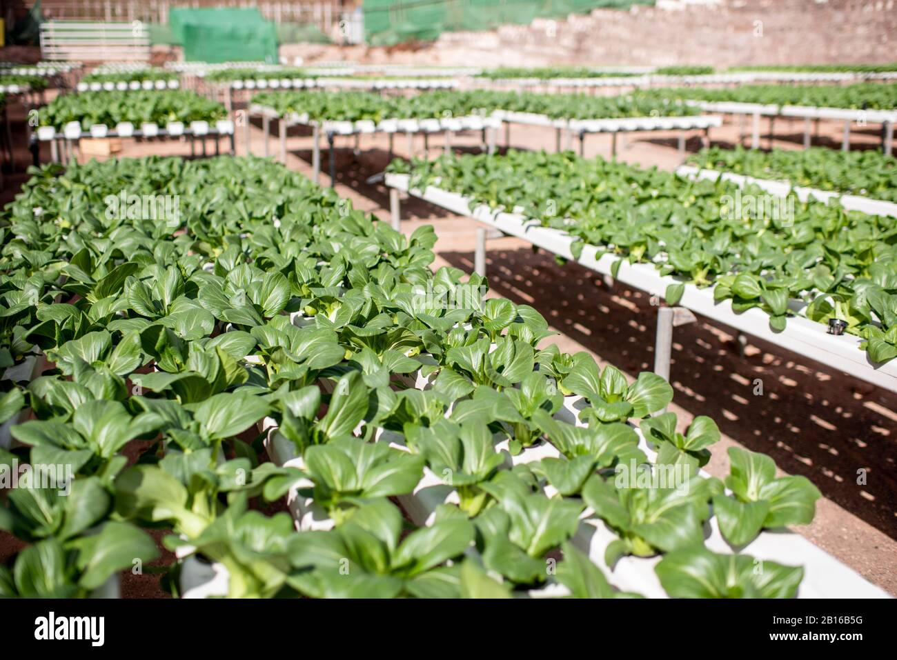 Salad growing on hydroponic system on the farm outdoors. Organic food ...